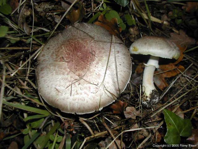 MycoDB : Photos de champignons - Agaricus semotus
