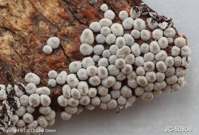 MycoDB : Photos de champignons - Badhamia panicea