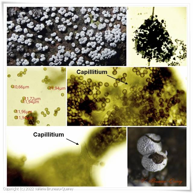MycoDB : Photos de champignons - Badhamia panicea