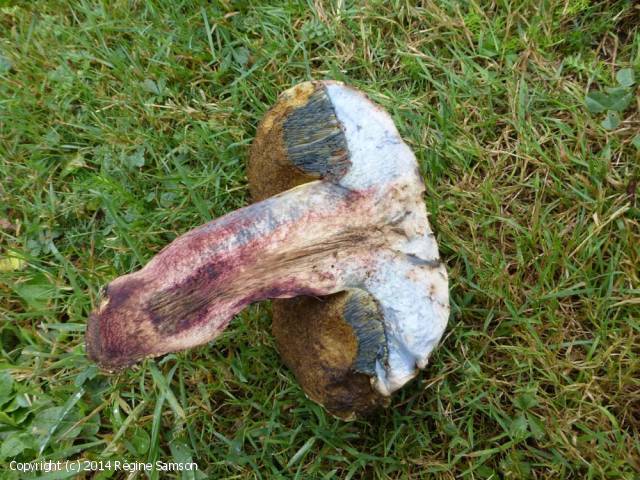 MycoDB : Photos de champignons - Caloboletus radicans