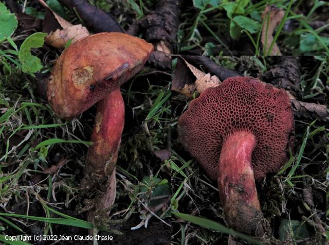 MycoDB : Photos de champignons - Chalciporus rubinus