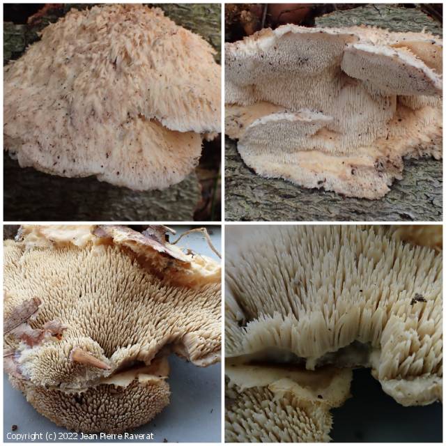 MycoDB : Photos de champignons - Climacodon pulcherrimus