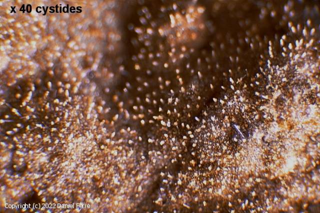 MycoDB : Photos de champignons - Coniophora olivacea