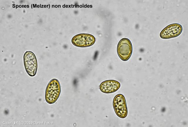 MycoDB : Photos de champignons - Coniophora puteana