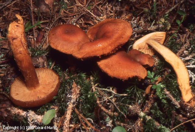 MycoDB : Photos de champignons - Cortinarius callisteus
