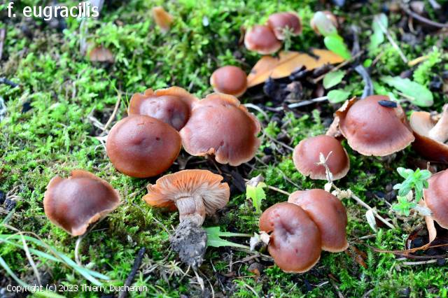 MycoDB : Photos de champignons - Cortinarius subbalaustinus