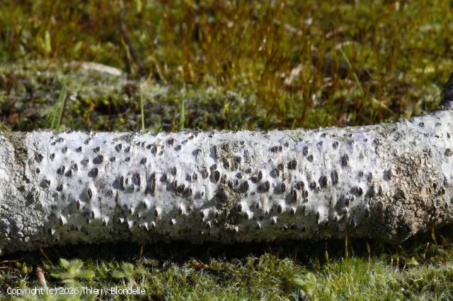 MycoDB : Fiche de Coryneum lanciforme