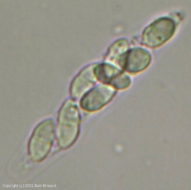 MycoDB : Photos de champignons - Cryphonectria parasitica