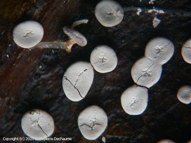 MycoDB : Photos de champignons - Diderma hemisphaericum