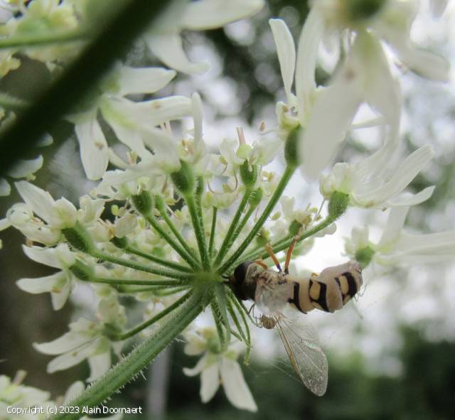 MycoDB : Photos de champignons - Entomophthora grandis