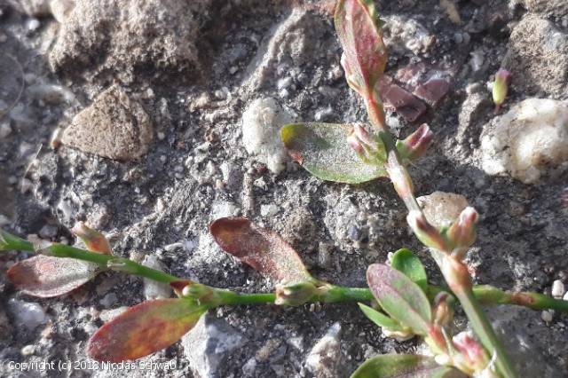 MycoDB : Fiche de Erysiphe polygoni
