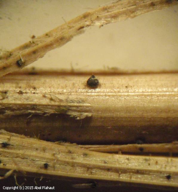 MycoDB : Fiche de Gaeumannomyces graminis