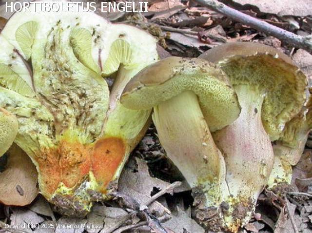 MycoDB : Photos de champignons - Hortiboletus communis