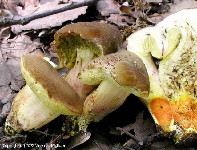 MycoDB : Photos de champignons - Hortiboletus communis