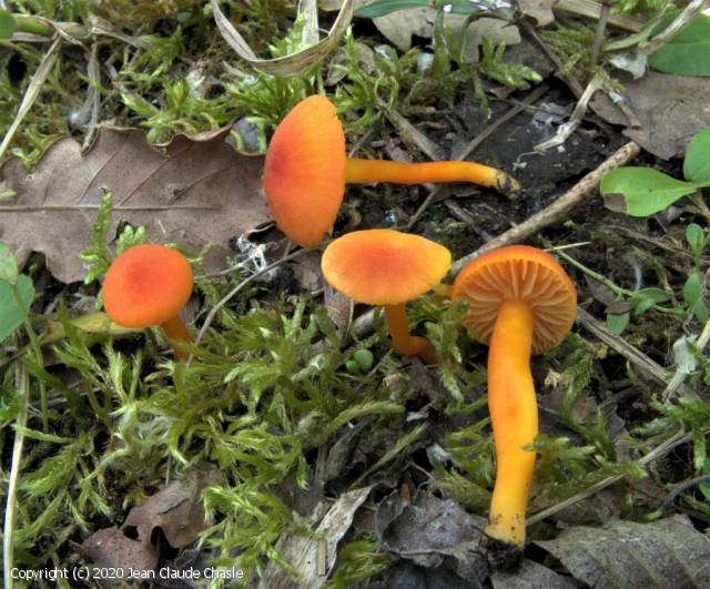 MycoDB : Photos de champignons - Hygrocybe calciphila