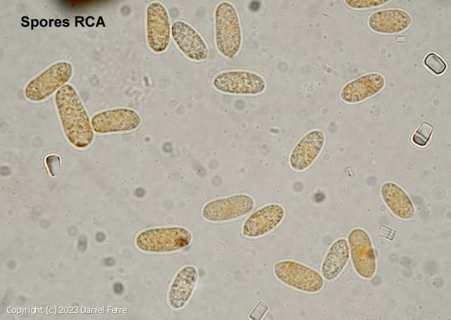 MycoDB : Photos de champignons - Hyphoderma cremeoalbum