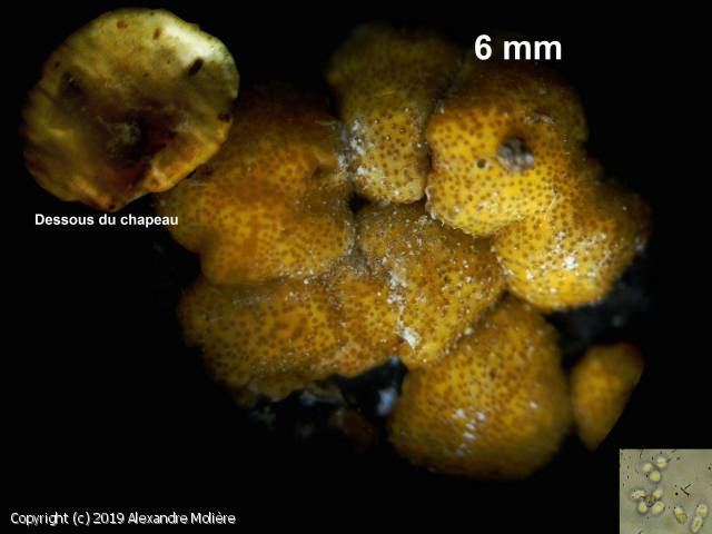 MycoDB : Photos de champignons - Hypocrea gelatinosa
