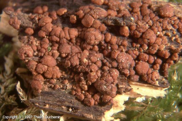 MycoDB : Photos de champignons - Hypocrea rufa
