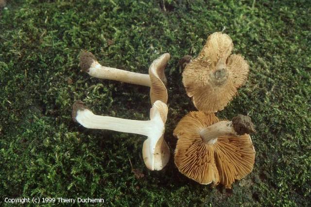 MycoDB : Photos de champignons - Inocybe corydalina