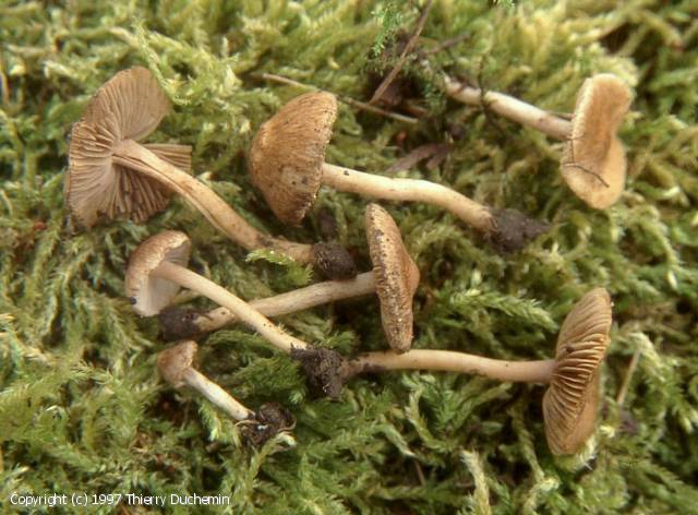 MycoDB : Photos de champignons - Inocybe flocculosa