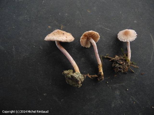 MycoDB : Photos de champignons - Inocybe griseolilacina