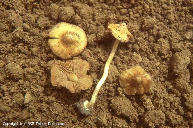 MycoDB : Photos de champignons - Inocybe mixtilis