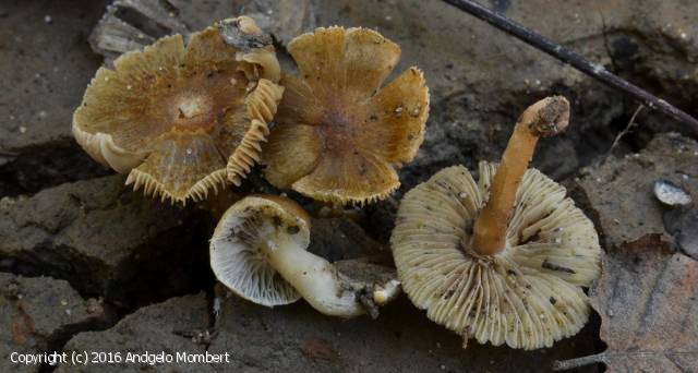 MycoDB : Fiche de Inocybe stangliana