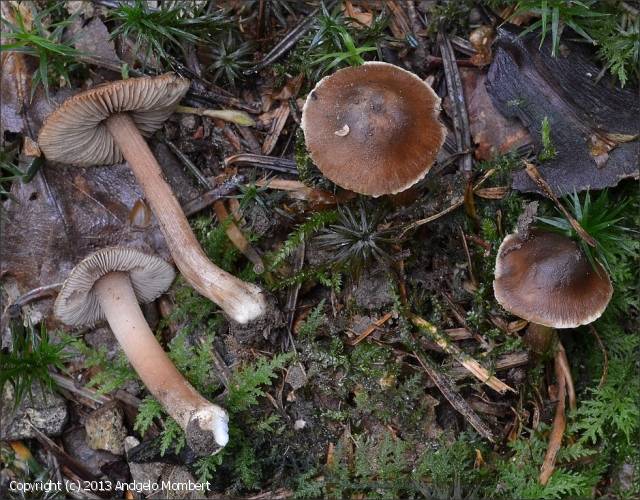 MycoDB : Photos de champignons - Inocybe umbrina