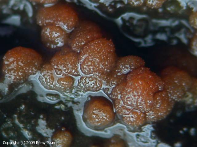 MycoDB : Photos de champignons - Iodophanus carneus