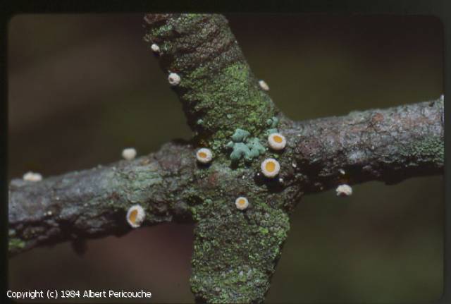 MycoDB : Photos de champignons - Lachnellula calycina
