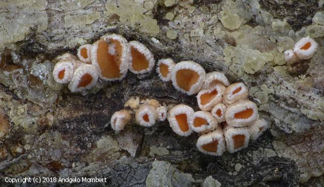 MycoDB : Photos de champignons - Lachnellula willkommii