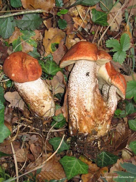 MycoDB : Photos de champignons - Leccinum aurantiacum