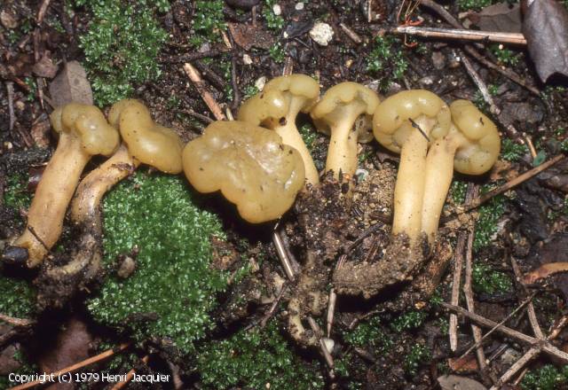 MycoDB : Photos de champignons - Leotia lubrica