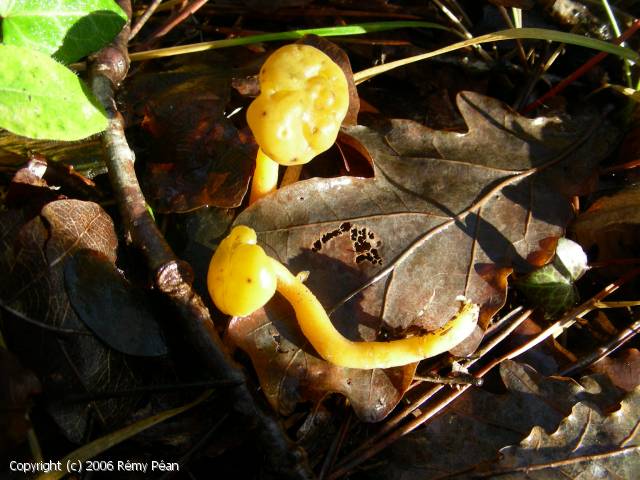 MycoDB : Photos de champignons - Leotia lubrica