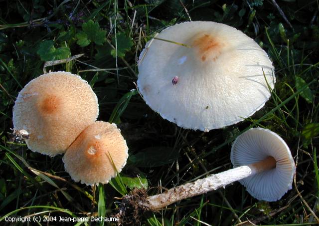MycoDB : Photos de champignons - Lepiota oreadiformis