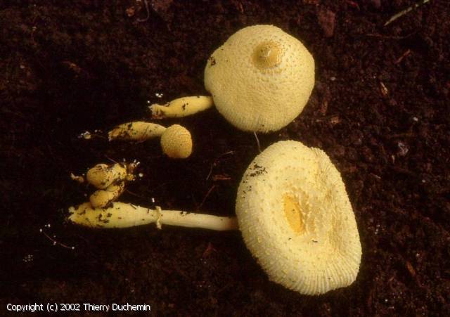 MycoDB : Photos de champignons - Leucocoprinus birnbaumii