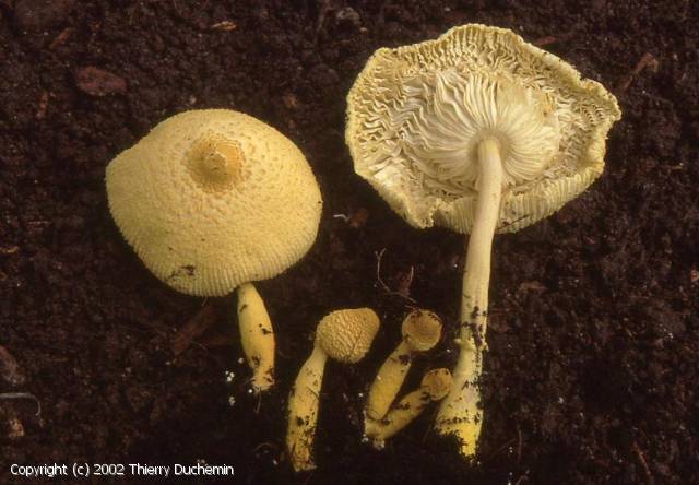 MycoDB : Photos de champignons - Leucocoprinus birnbaumii