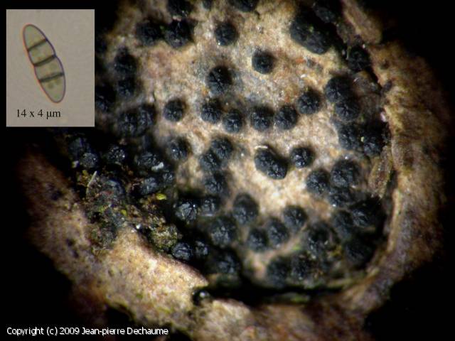 MycoDB : Photos de champignons - Melanomma pulvis-pyrius