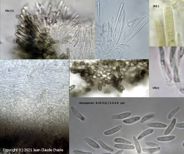 MycoDB : Photos de champignons - Mollisia ligni