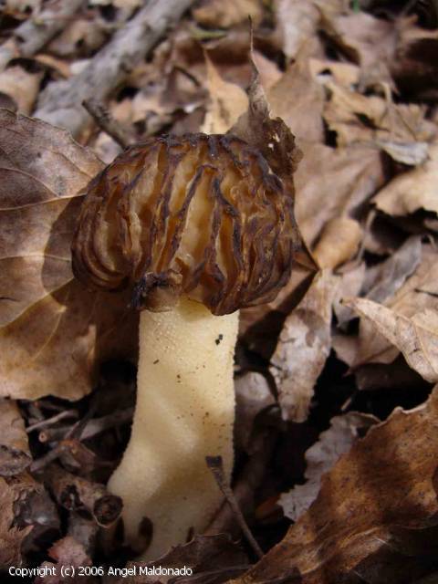 MycoDB : Photos de champignons - Morchella semilibera
