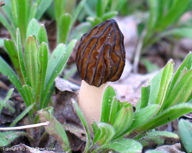 MycoDB : Photos de champignons - Morchella semilibera
