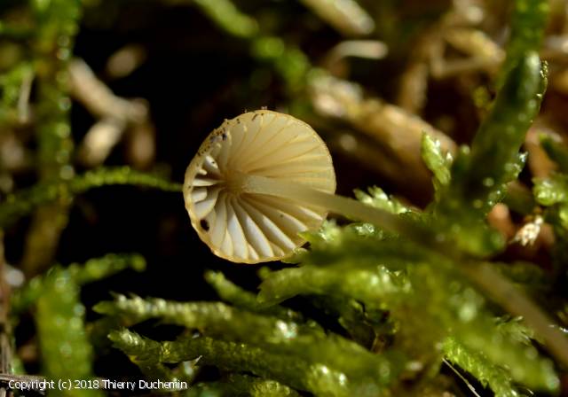 MycoDB : Photos de champignons - Mycena citrinomarginata