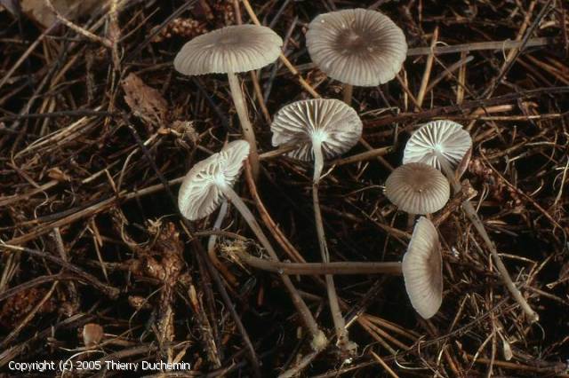 MycoDB : Photos de champignons - Mycena clavicularis