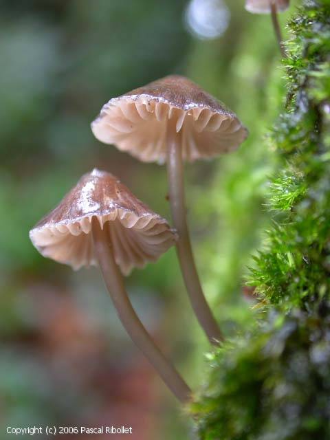 MycoDB : Photos de champignons - Mycena erubescens
