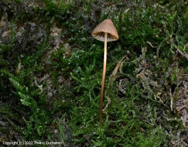 MycoDB : Photos de champignons - Mycena erubescens