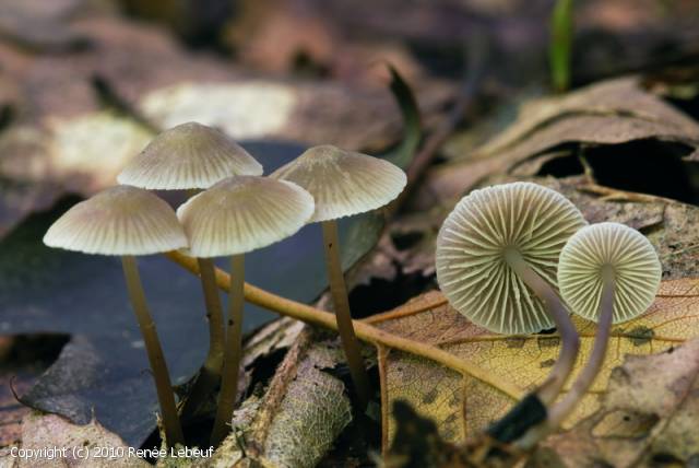 MycoDB : Photos de champignons - Mycena flavescens
