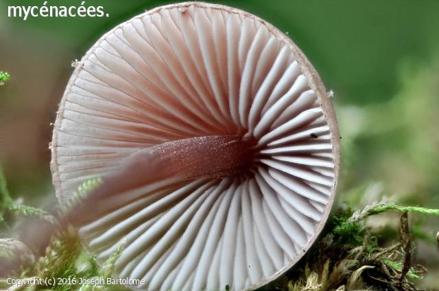 MycoDB : Photos de champignons - Mycena haematopus