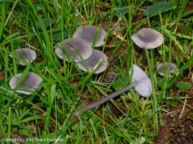 MycoDB : Photos de champignons - Mycena pura
