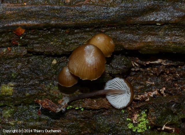 MycoDB : Photos de champignons - Mycena stipata