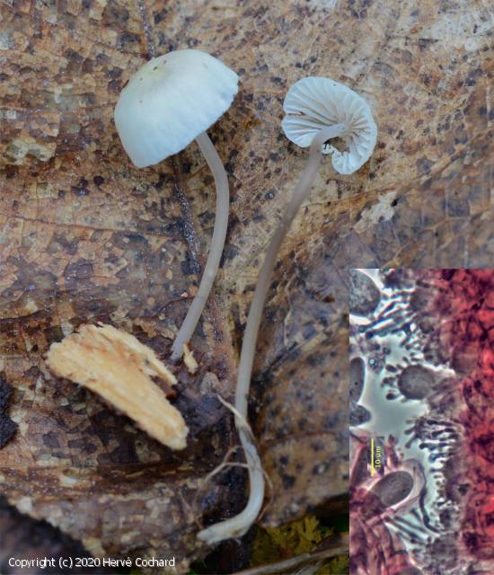 MycoDB : Photos de champignons - Mycena xantholeuca